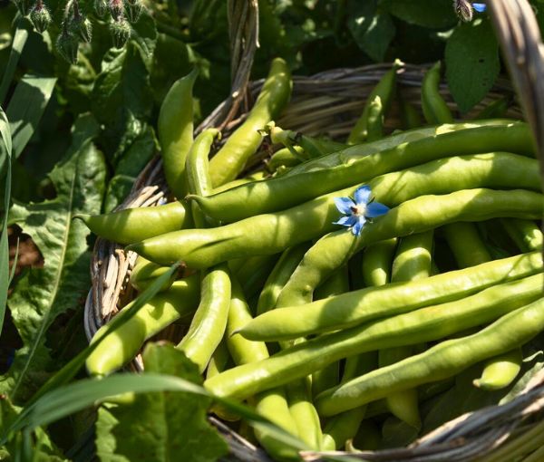 Fave: caratteristiche e proprietà - Blog InCampagna