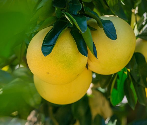 Pompelmo giallo: caratteristiche e proprietà - Blog InCampagna